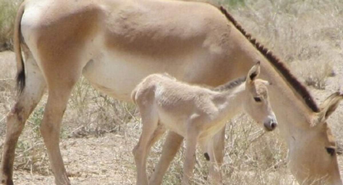 تصاویری از نخستین کره گورخر ایرانی | جهان نيوز